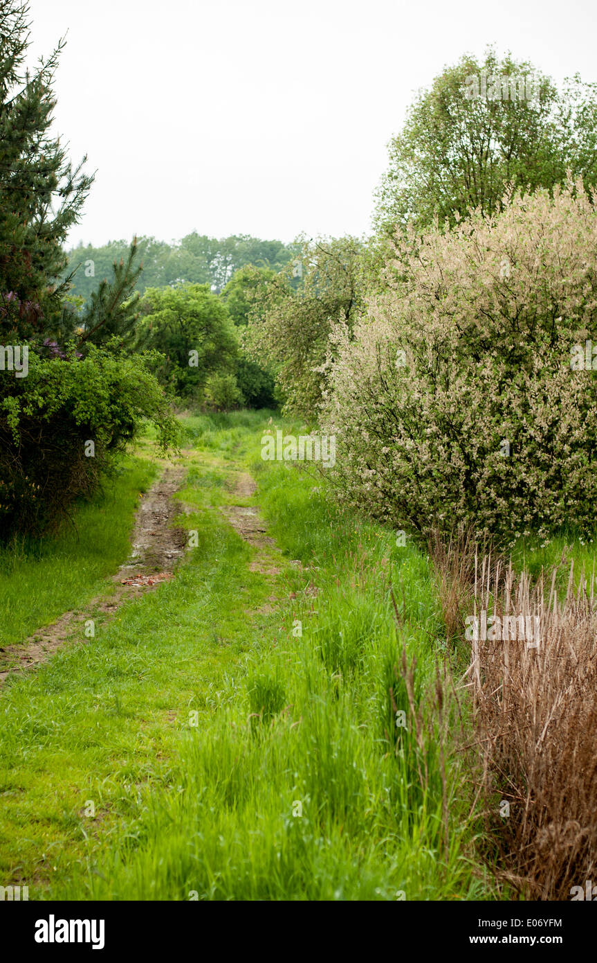 Grass path forest hi-res stock photography and images - Alamy