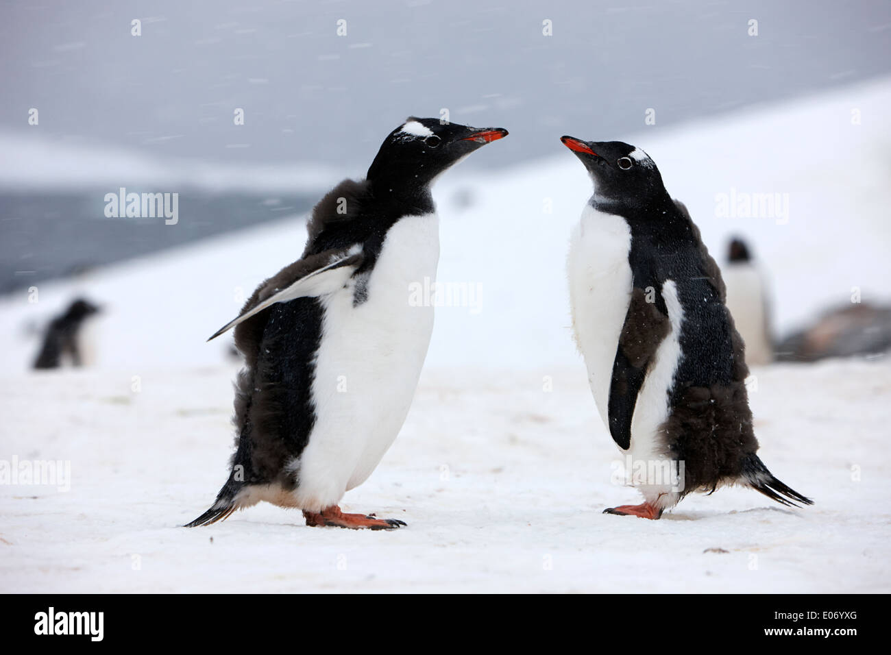 Young penguins hi-res stock photography and images - Alamy