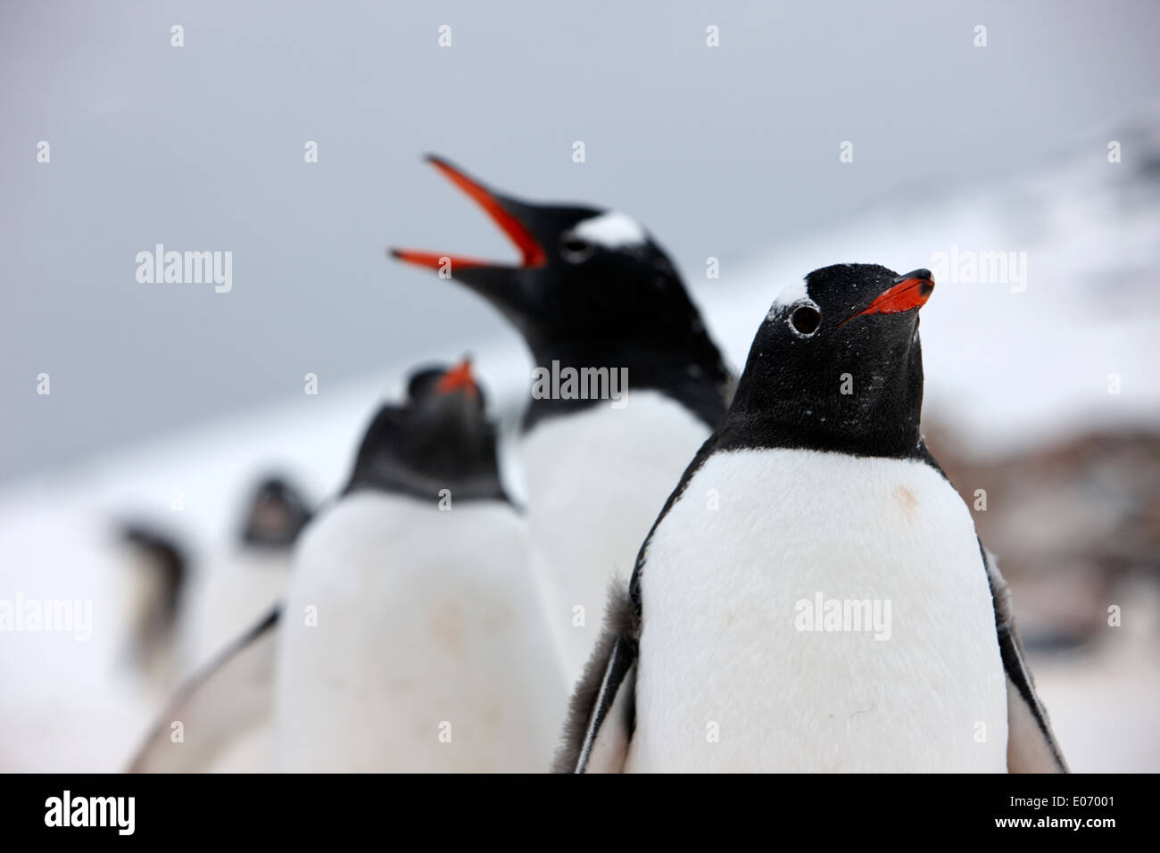 Penguin behaviour hi-res stock photography and images - Alamy