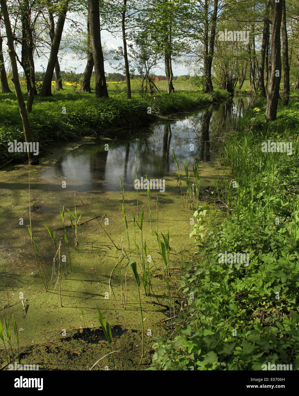 A small stream flowing through the forest Stock Photo - Alamy