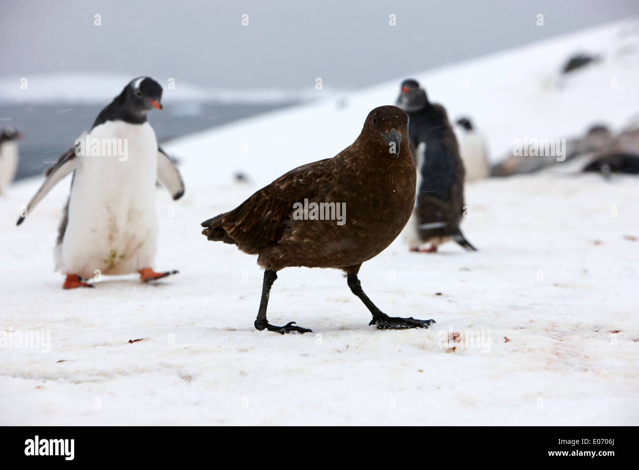 brown antarctic skua walking through penguin colony on cuverville island antarctica Stock Photo ...
