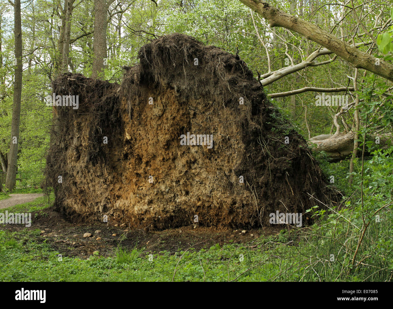 Falling beech trees in the forest after a storm Stock Photo - Alamy