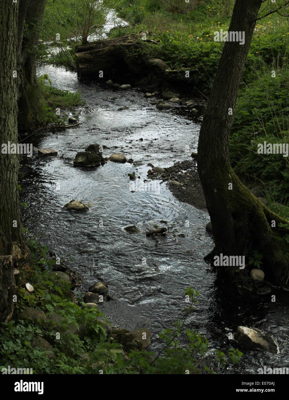 Summer stream and plants scenic hi-res stock photography and images - Alamy