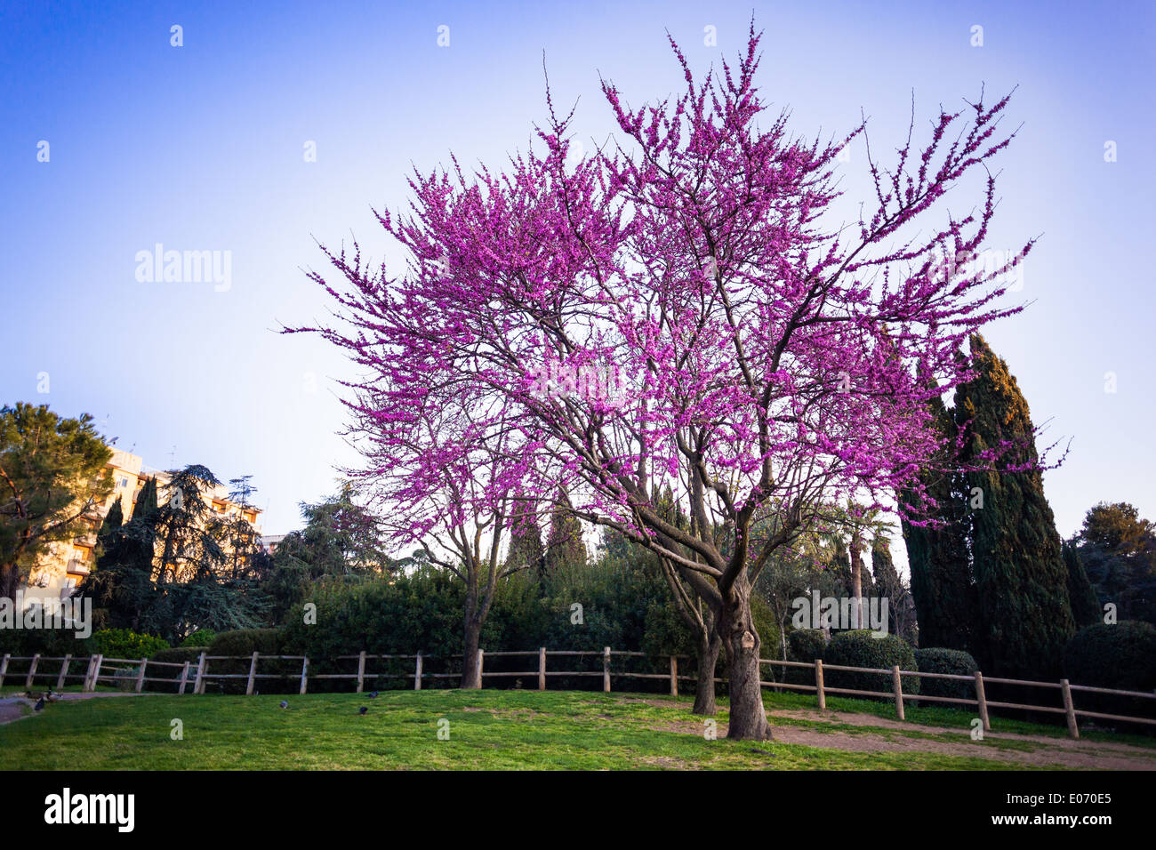 a beautiful tree with pink flowers in a park Stock Photo - Alamy
