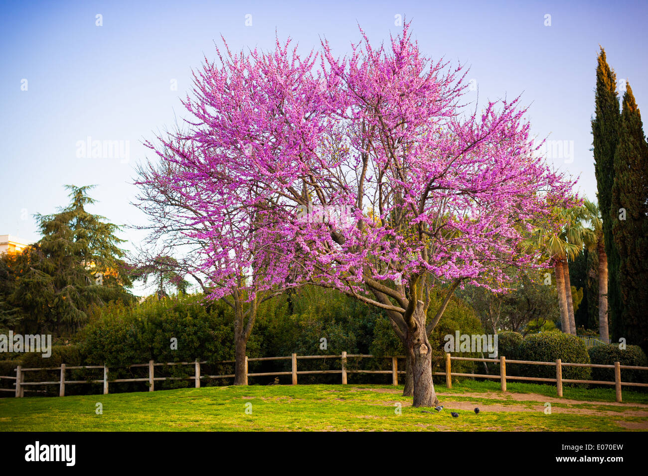 a beautiful tree with pink flowers in a park Stock Photo - Alamy