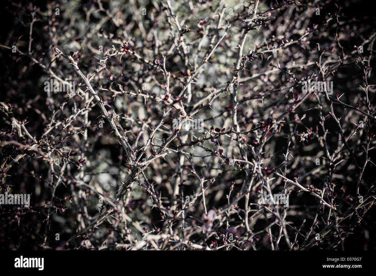 a creepy thorn bush with a lot of prickly spikes Stock Photo - Alamy
