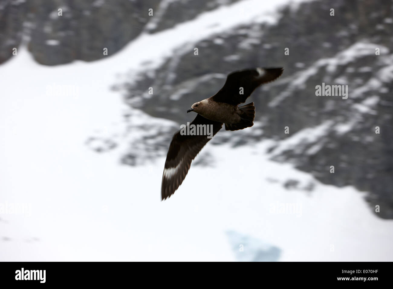 brown antarctic skua flying in the errera channel antarctica Stock ...