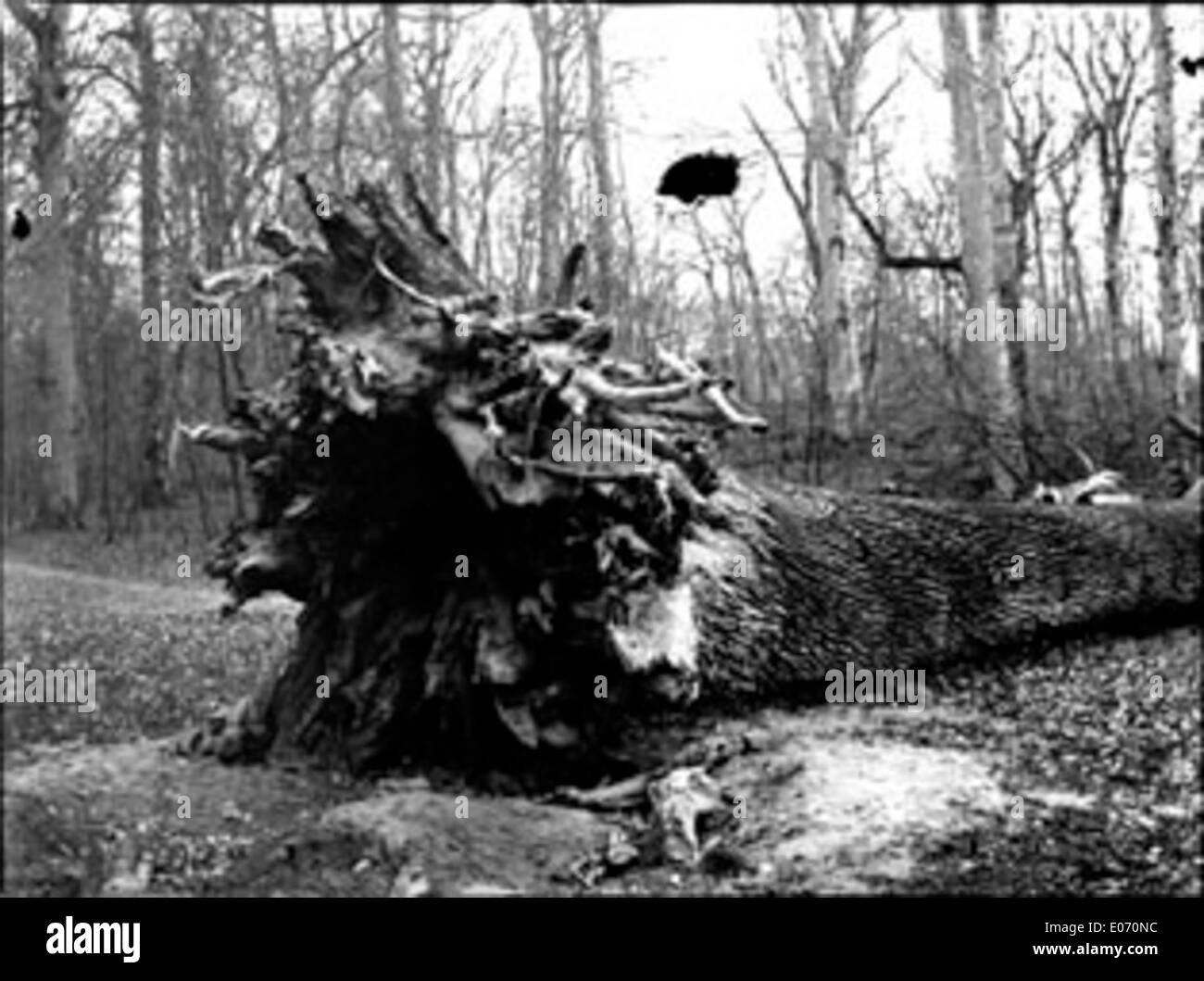 A photograph of the uprooted ancient oak tree, 'Le Brian,' in ...