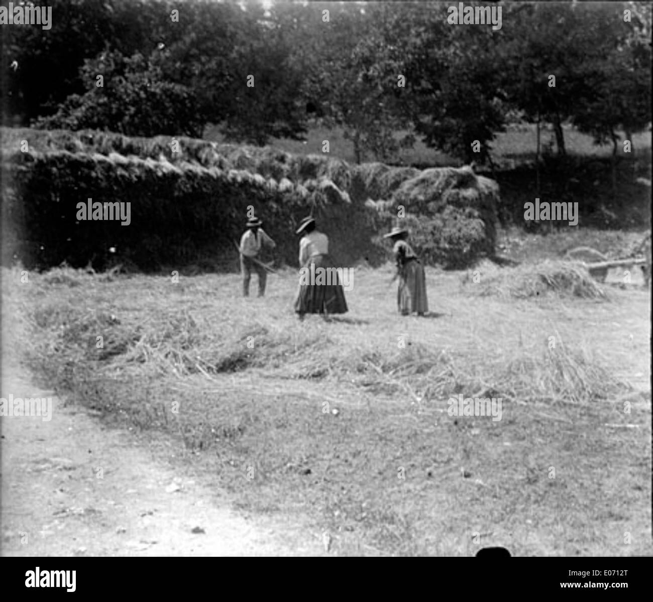 Traditional threshing method hi-res stock photography and images - Alamy