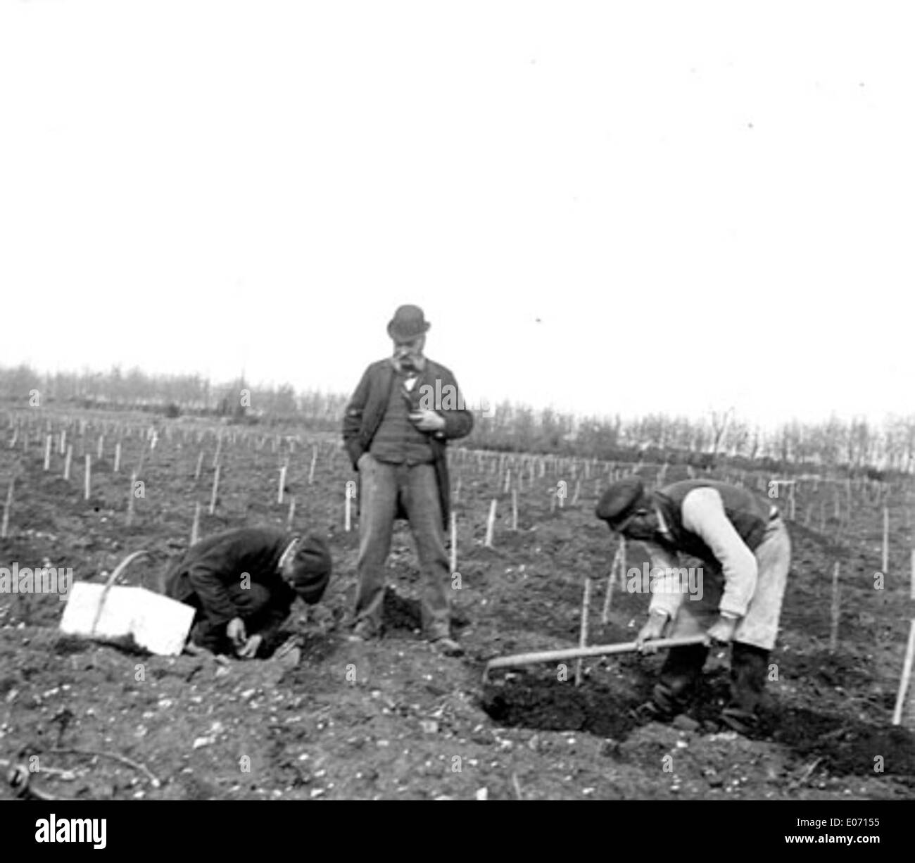 This 1897 work titled 'Les Greffeurs' depicts the act of grafting ...