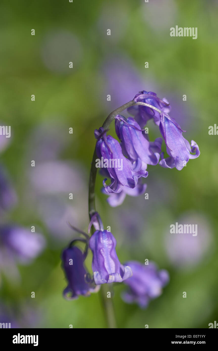 Single bluebell flower spike with other bluebells as bokeh background ...