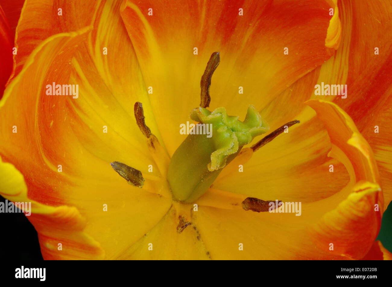 Tulip fire hi-res stock photography and images - Alamy