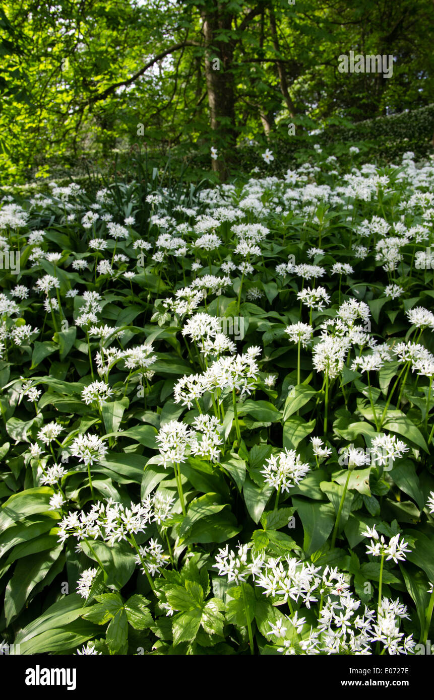 Wild garlic in Gloucestershire, England Stock Photo - Alamy