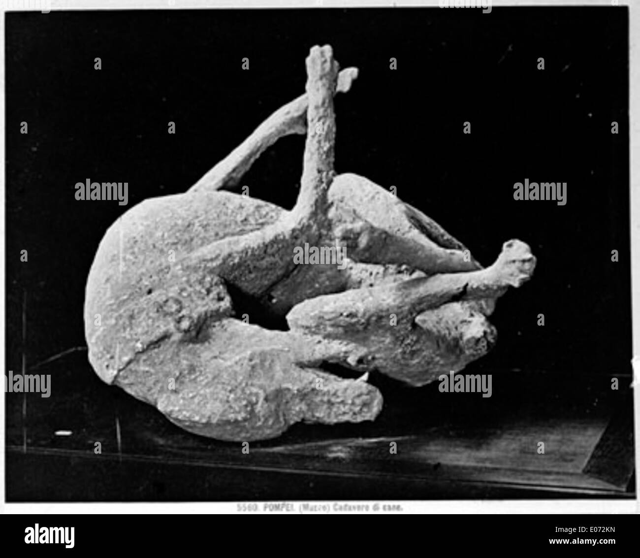 Volcanic animals Black and White Stock Photos & Images - Alamy