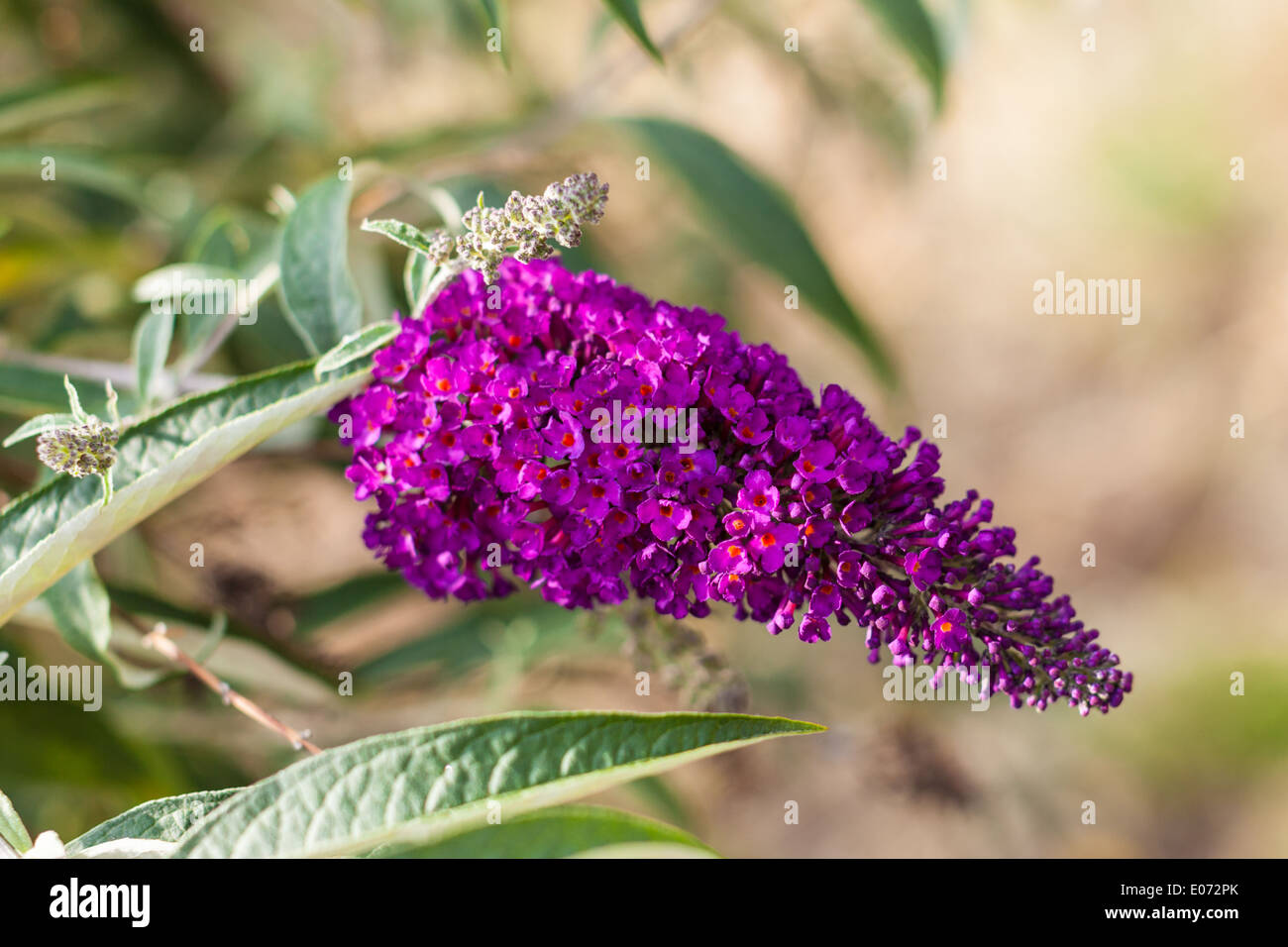 macro shot of the beautiful Buddleja flower with some green leaves ...