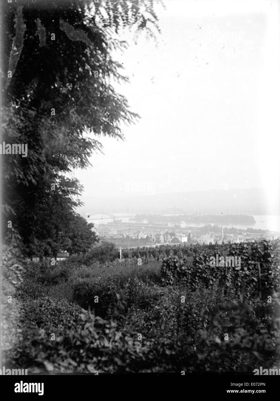 This artwork, 'Vignes dans la vallÃ©e du Haut-Rhin', depicts the ...