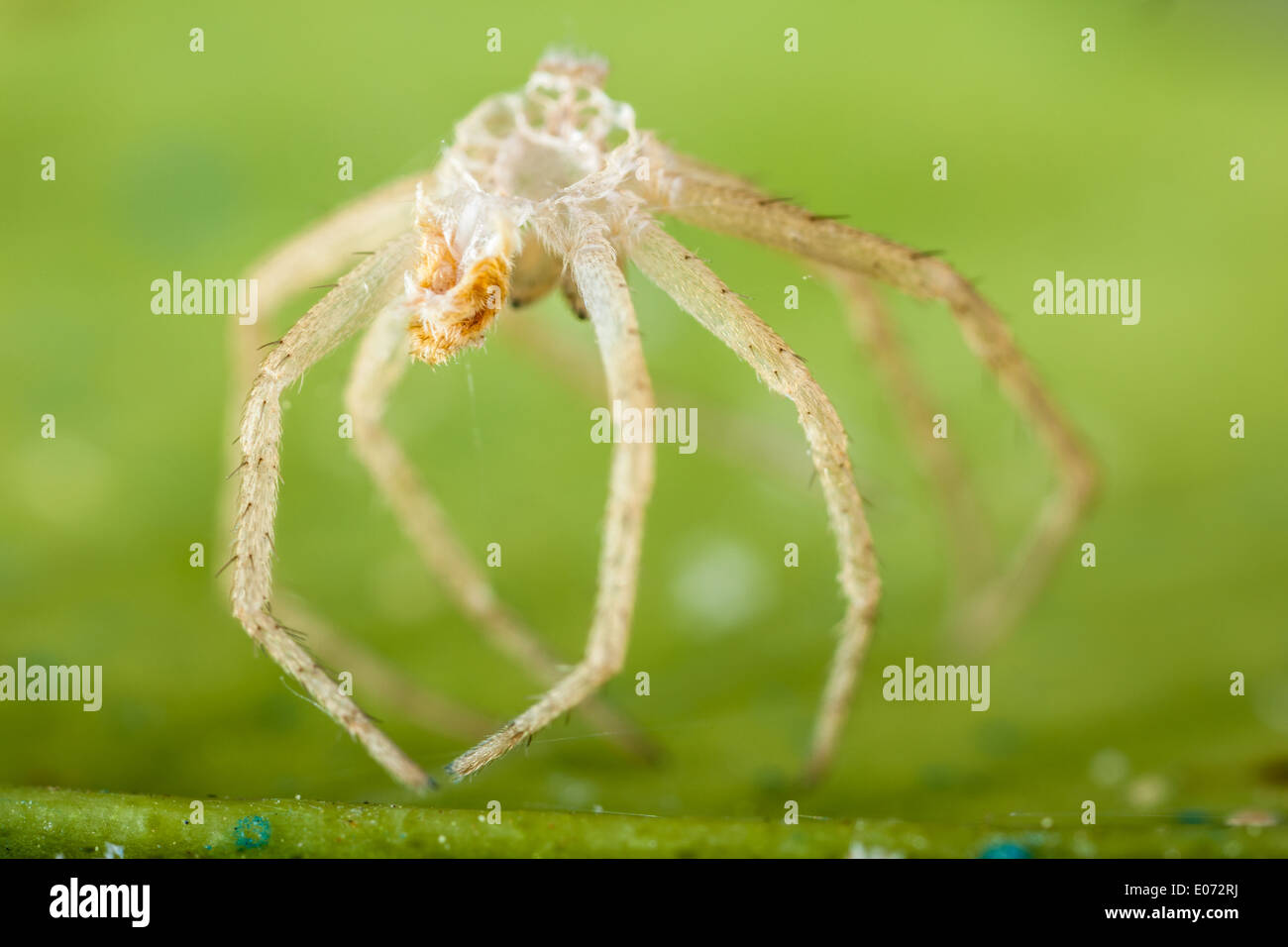 the corpse of a spider devoured by some other predator Stock Photo - Alamy