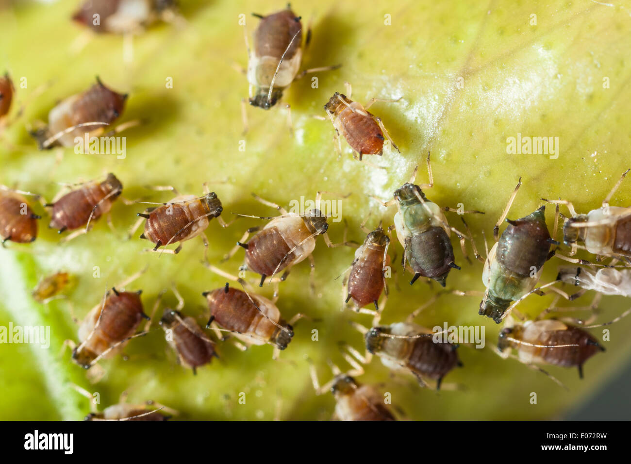 Citrus aphid pest hi-res stock photography and images - Alamy