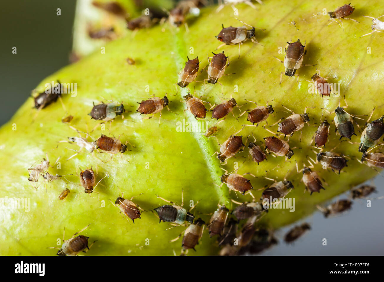 Swarm of aphids hi-res stock photography and images - Alamy