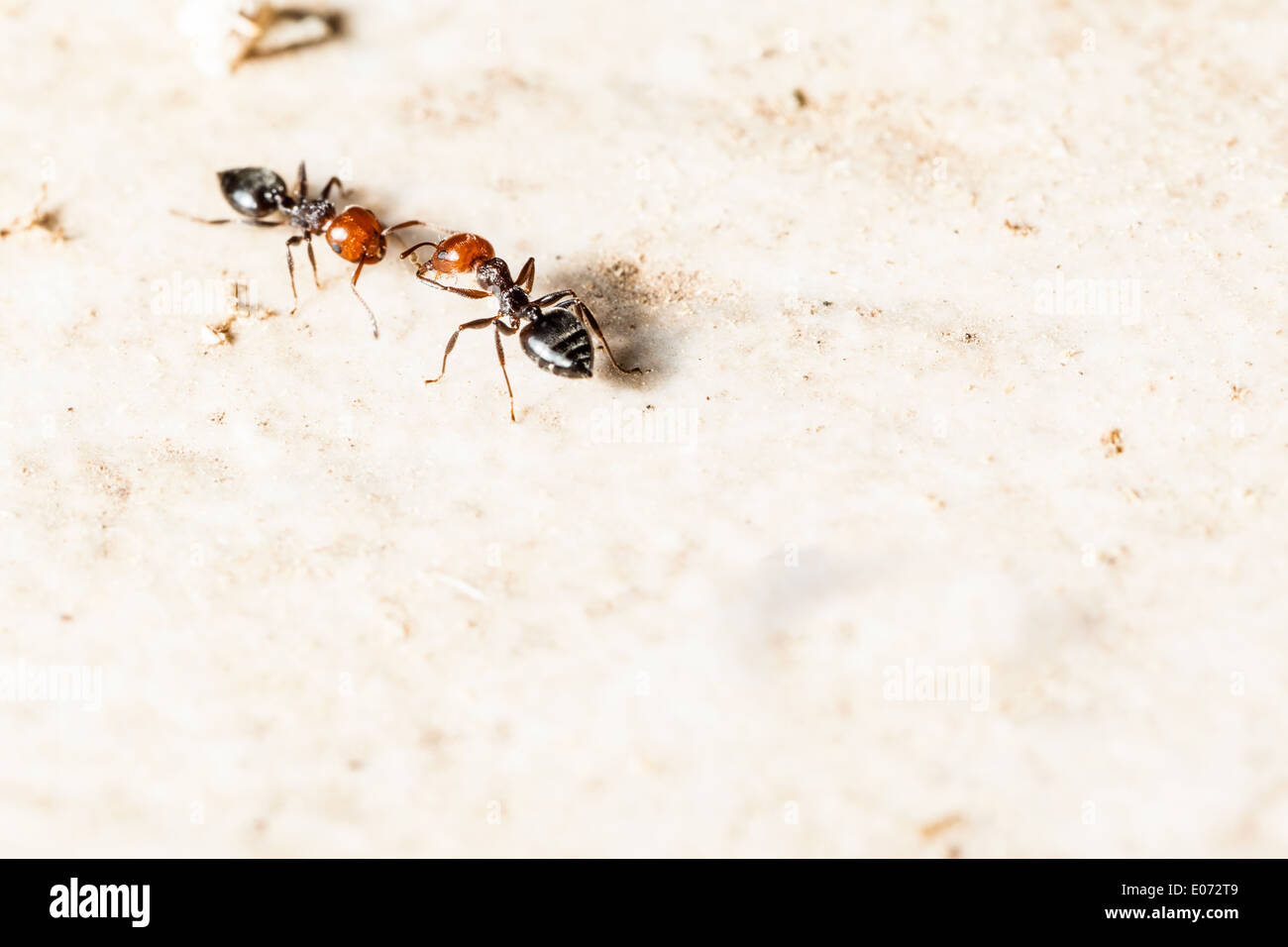 two little ants interacting on the ground Stock Photo - Alamy