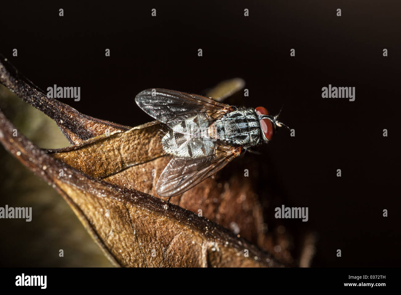Crawling house fly hi-res stock photography and images - Alamy