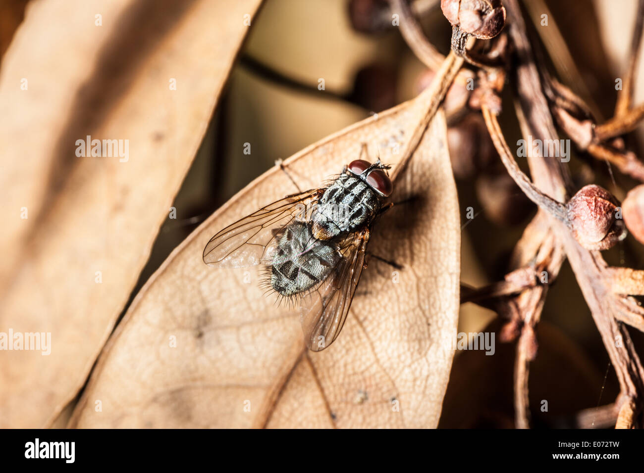 Common house fly hi-res stock photography and images - Alamy