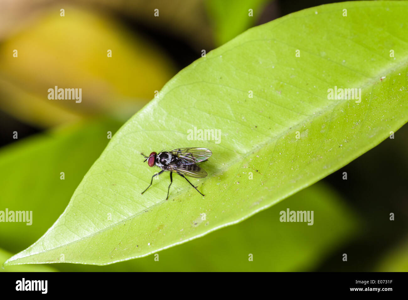 macro shot of a common house fly crawling over a green leaf Stock Photo ...