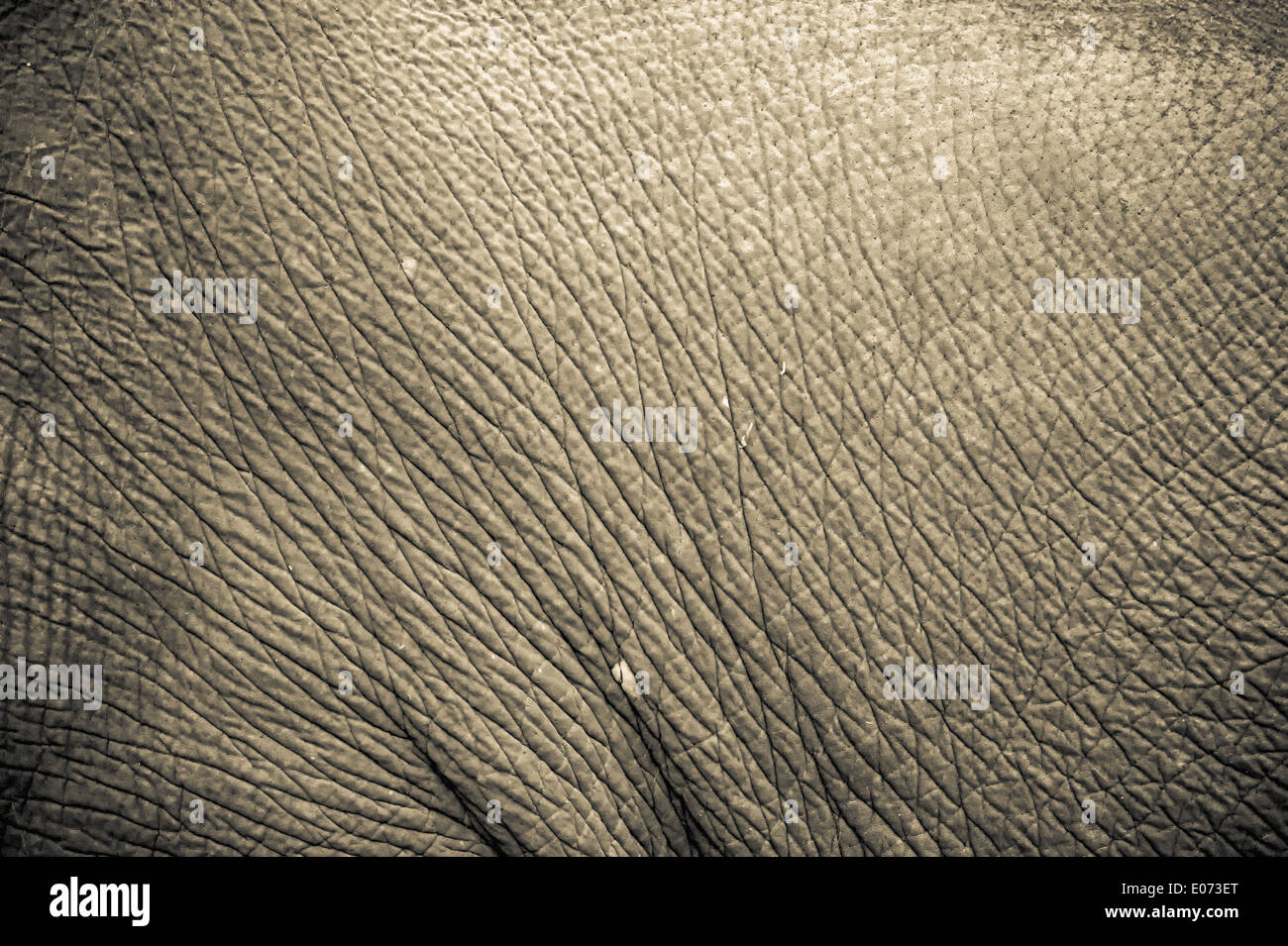 Elephant skin texture hi-res stock photography and images - Alamy