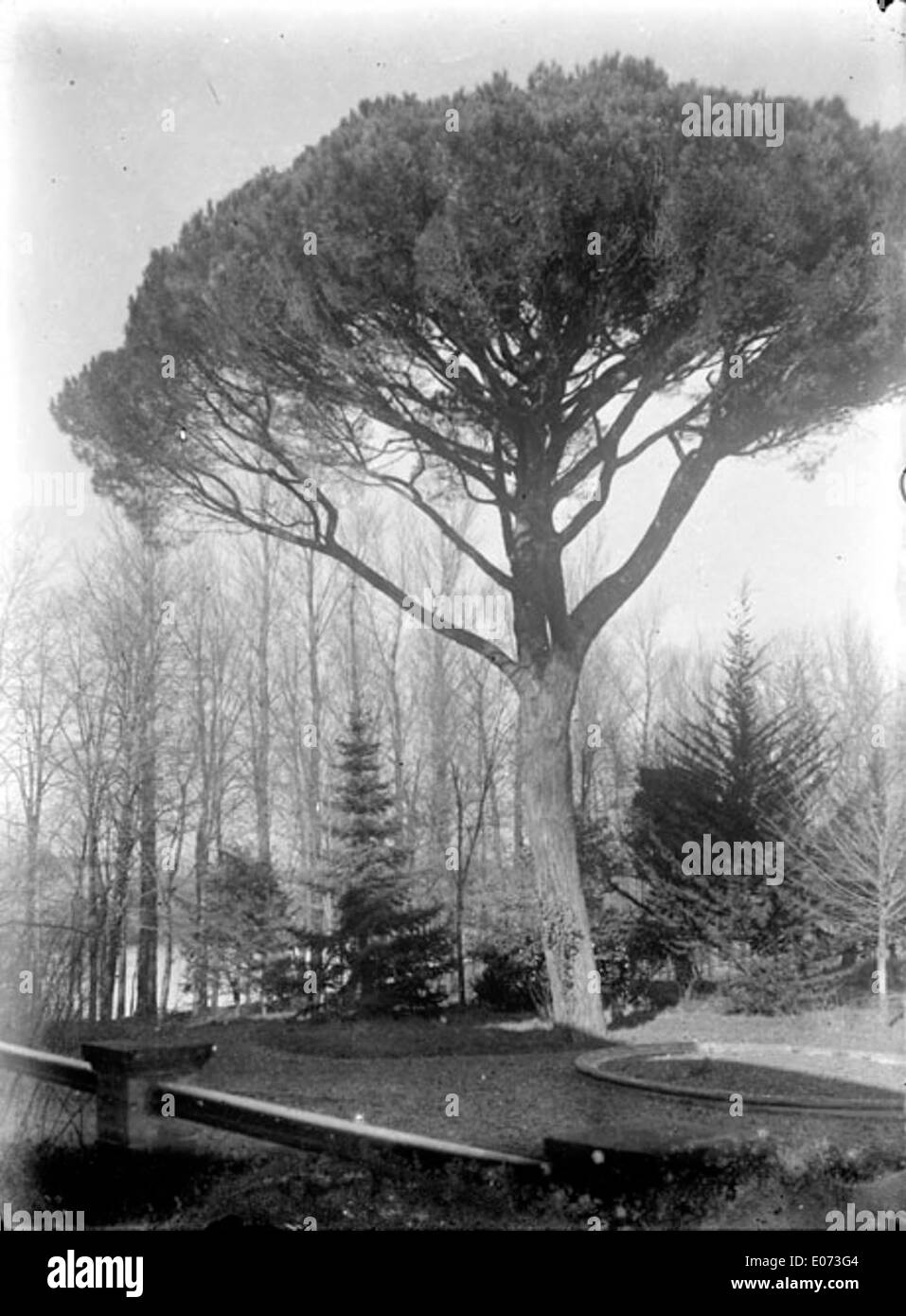 'Pin parasol dans un parc' refers to a painting of a pine tree in a ...