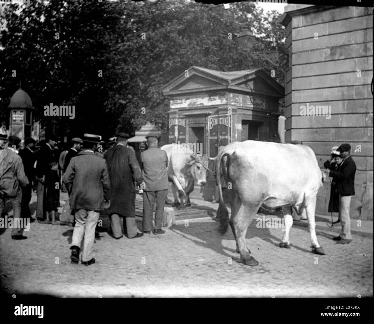 Marche aux bestiaux france hi-res stock photography and images - Alamy