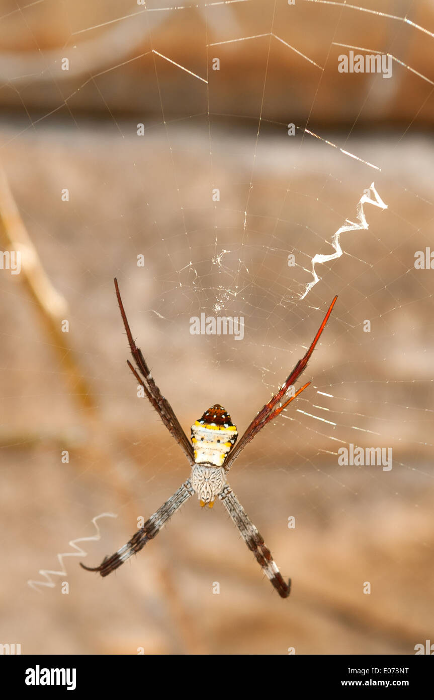 St Andrew's Cross Spider at Prince Frederick Harbour, the Kimberley ...