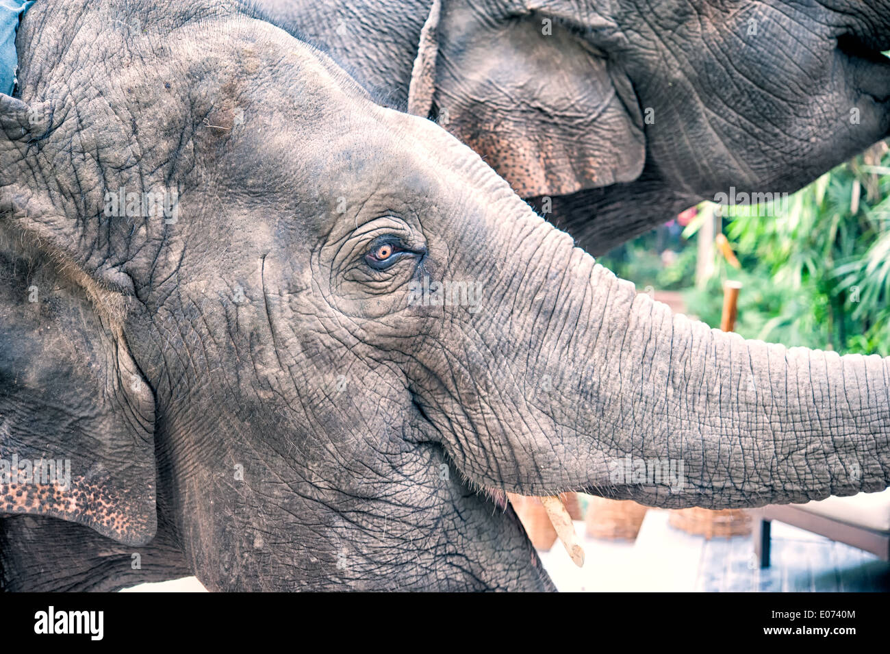 Asian elephants face and eyes Stock Photo - Alamy