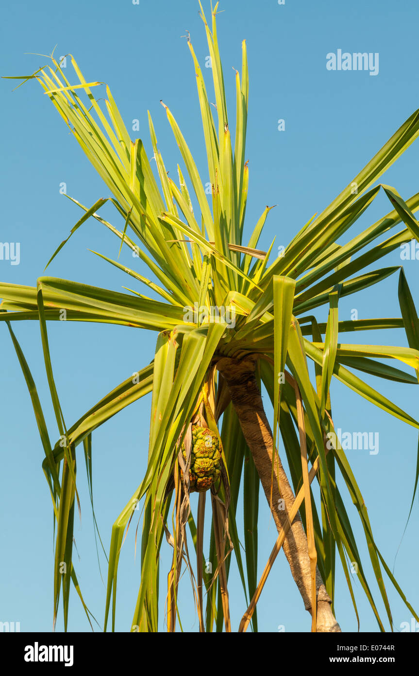 Screw pine fruit hi-res stock photography and images - Alamy