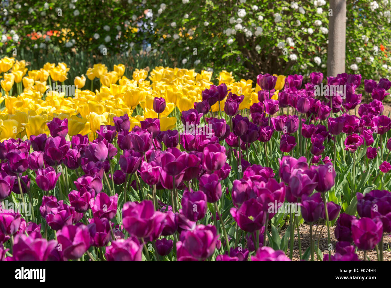 Tulip display hi-res stock photography and images - Alamy