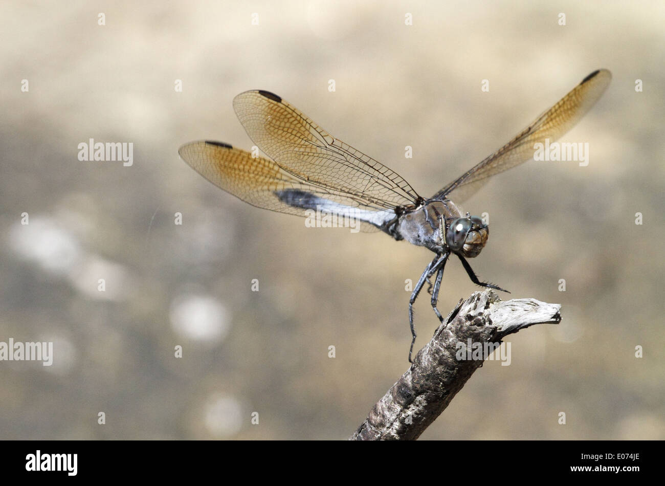 Male skimmer hi-res stock photography and images - Alamy