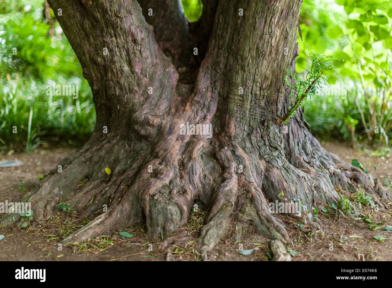 Knobby tree hi-res stock photography and images - Alamy