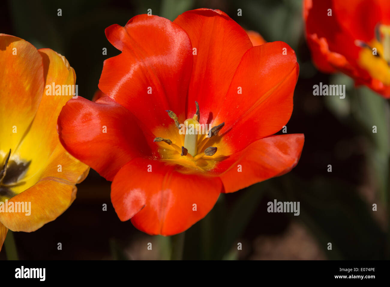 Fiery Red Tulip Splendor Stock Photo - Alamy