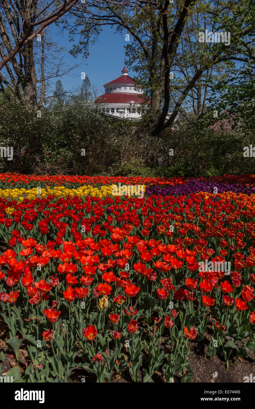 Spectacular Tulips Frame a Historic Building Stock Photo - Alamy