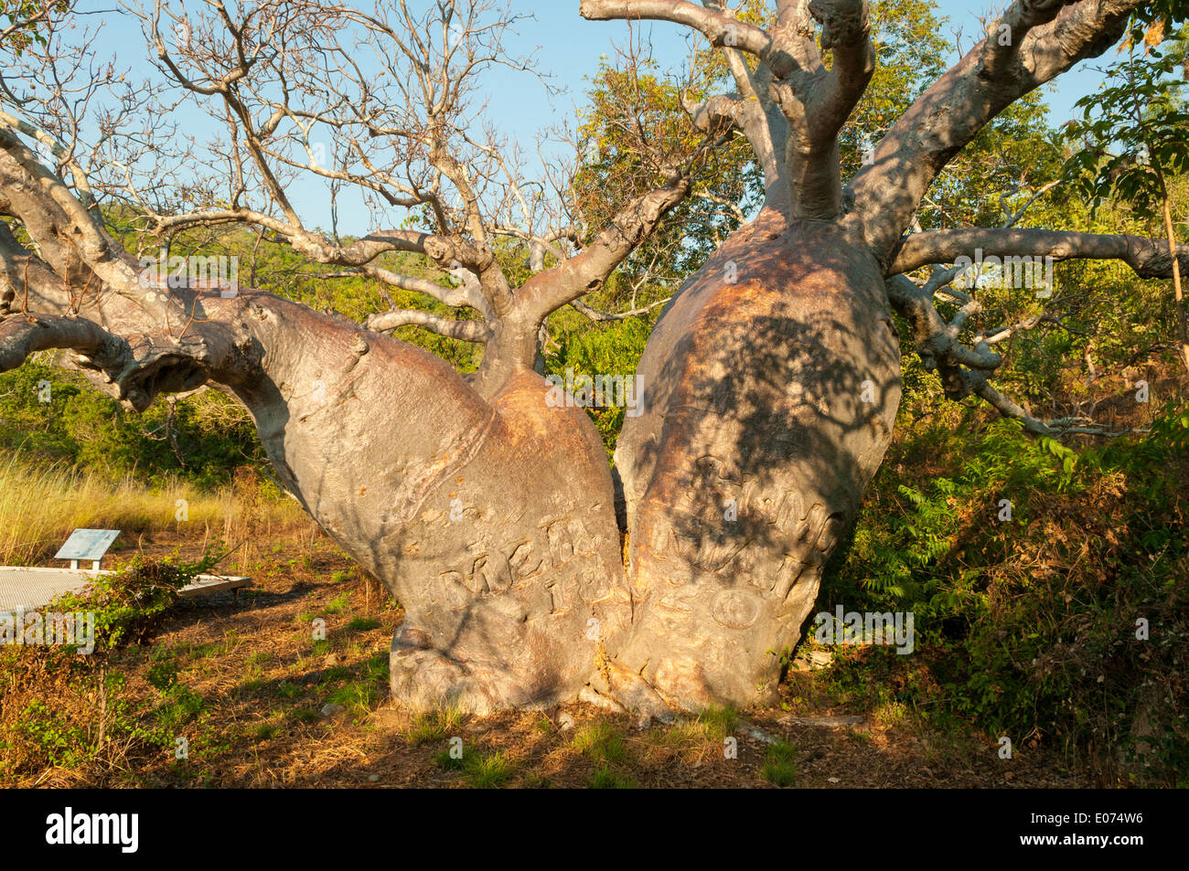 Philip Parker King's Mermaid Boab Tree at Careening Beach, the ...