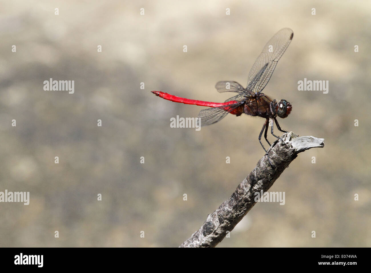 Fiery Skimmer dragonfly Stock Photo - Alamy