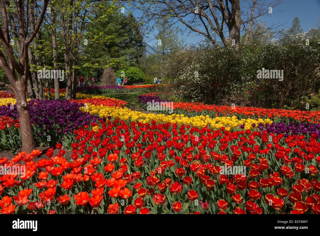 Red, Yellow, and Purple Tulip Display Stock Photo - Alamy