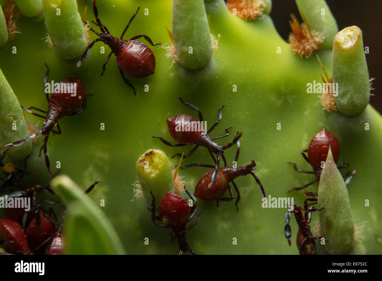 Closeup of red bugs on cactus Stock Photo - Alamy