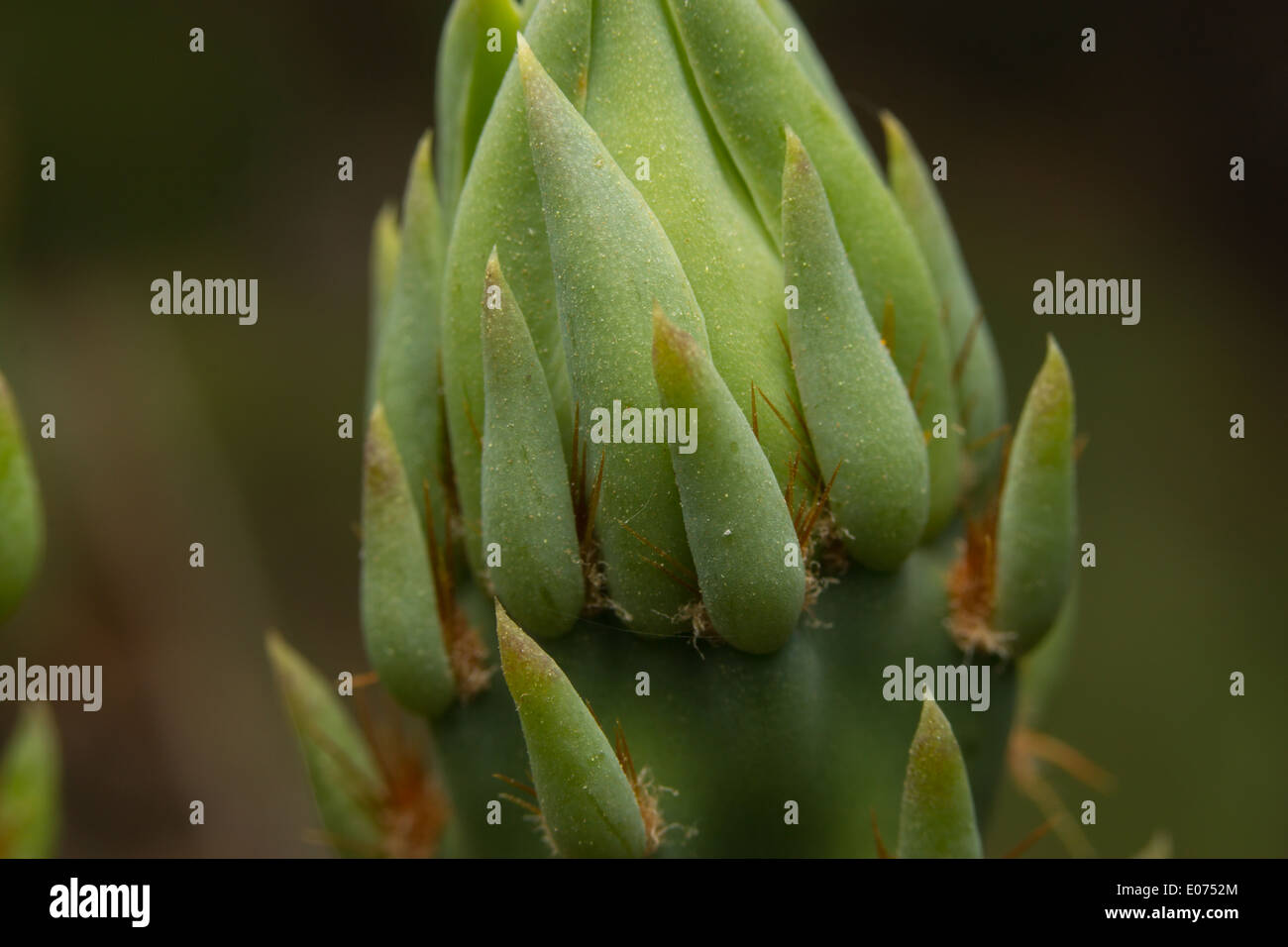 Prickly pear cactus bud hi-res stock photography and images - Alamy