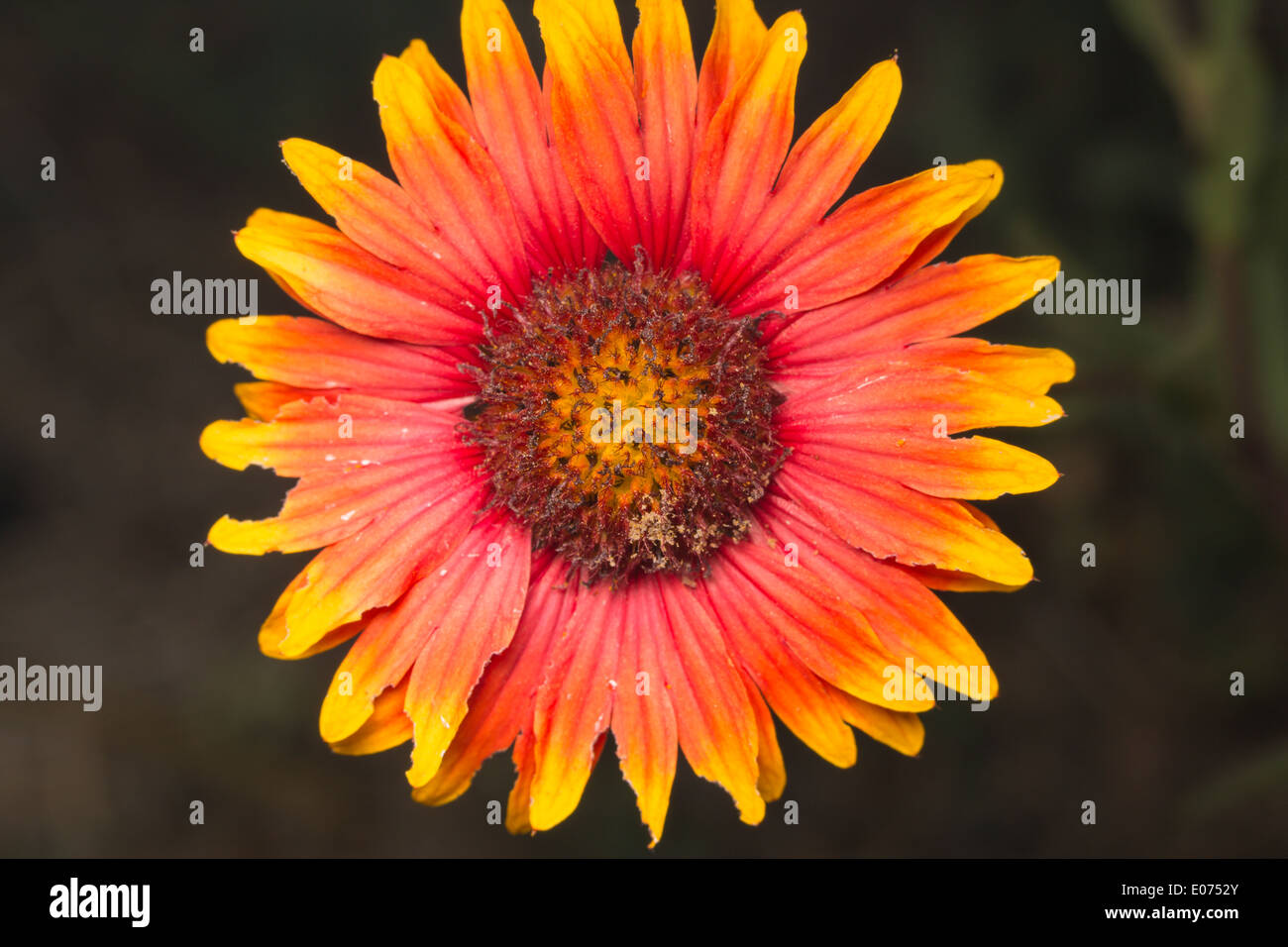 Worn sunburst flower Stock Photo - Alamy