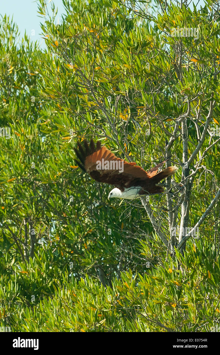 Regent bird hi-res stock photography and images - Alamy