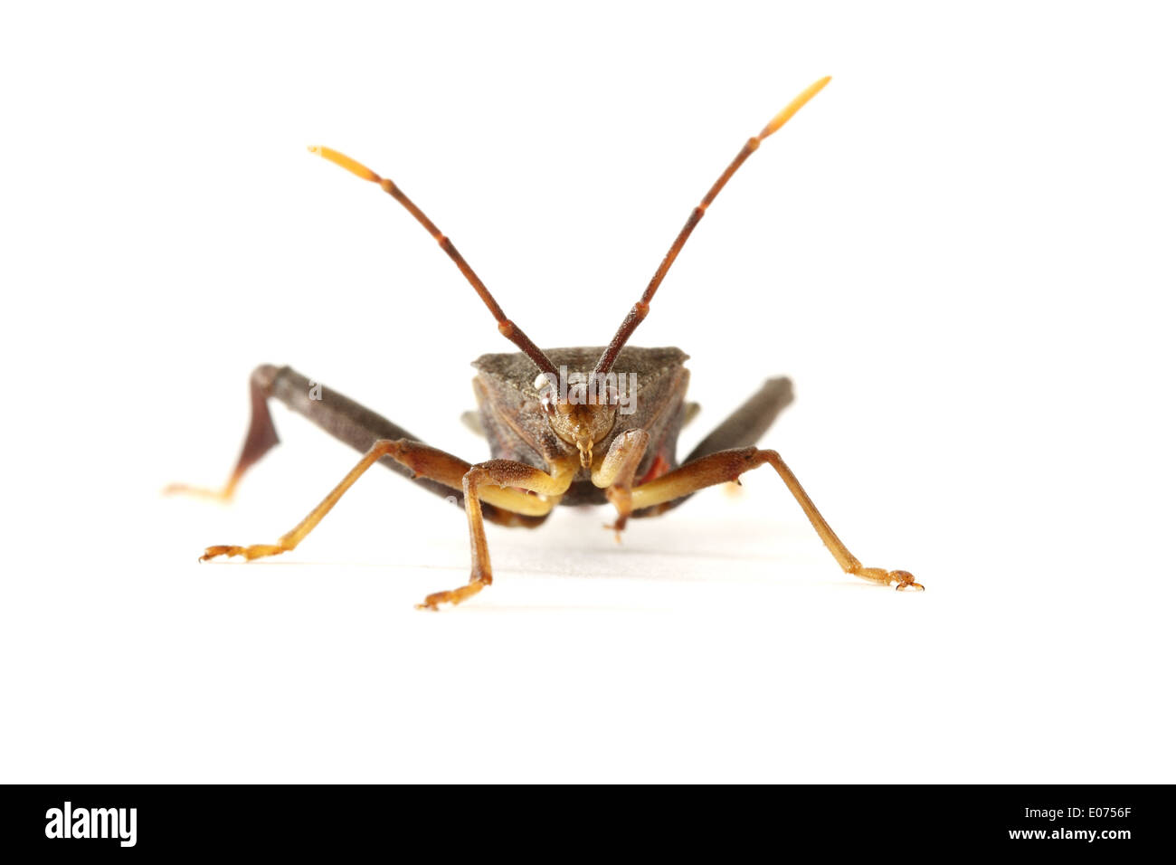 tip wilter or eucalyptus tip bug - most likely Amorbus alternatus Stock ...