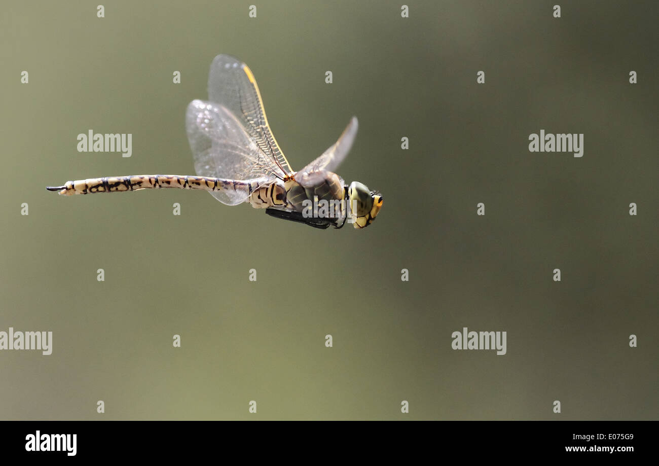 Australian Emperor Hemianax papuensis Stock Photo - Alamy