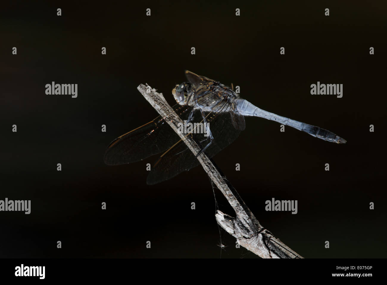 Male skimmer hi-res stock photography and images - Alamy