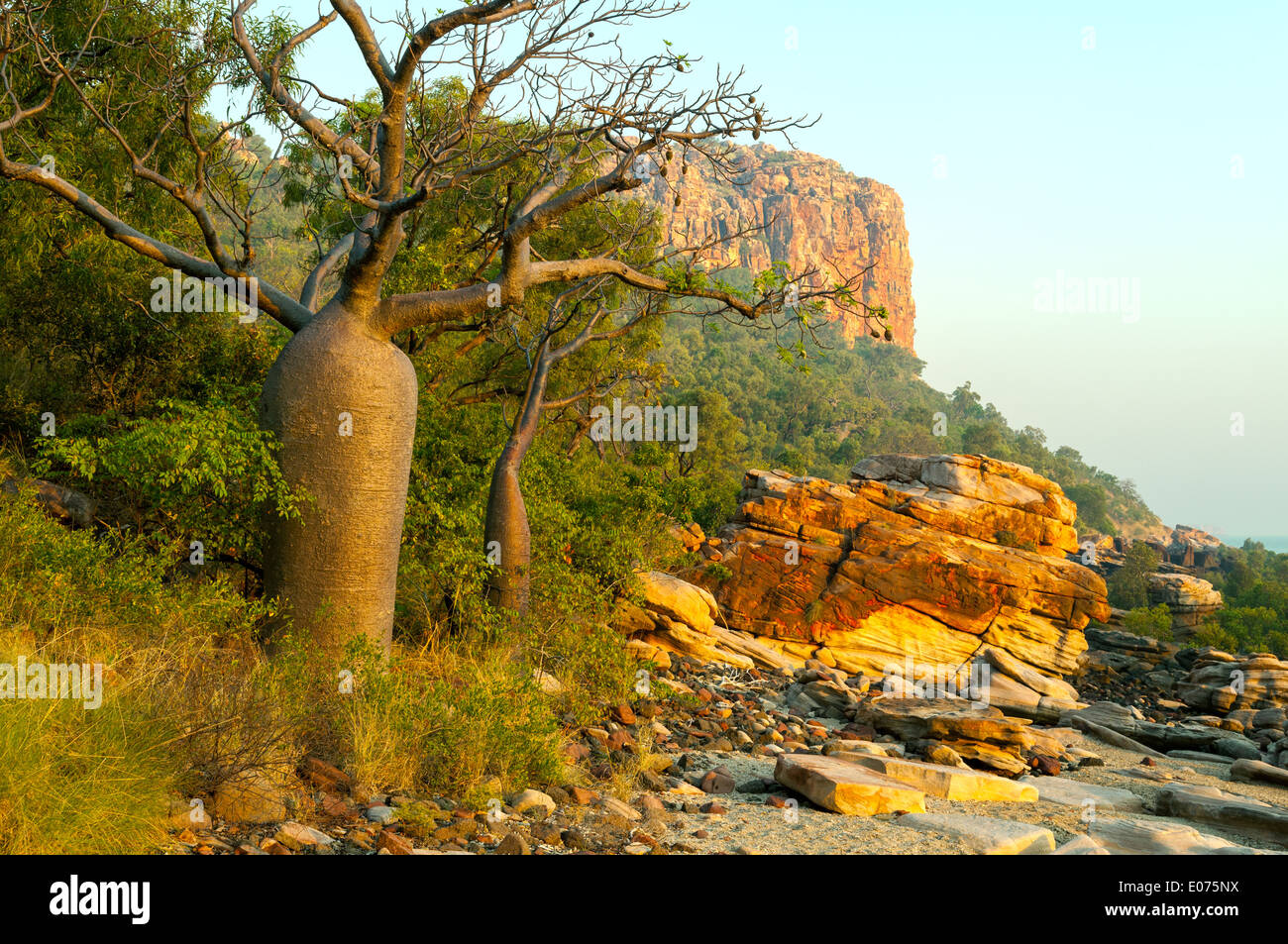 Australian baobab tree hi-res stock photography and images - Alamy