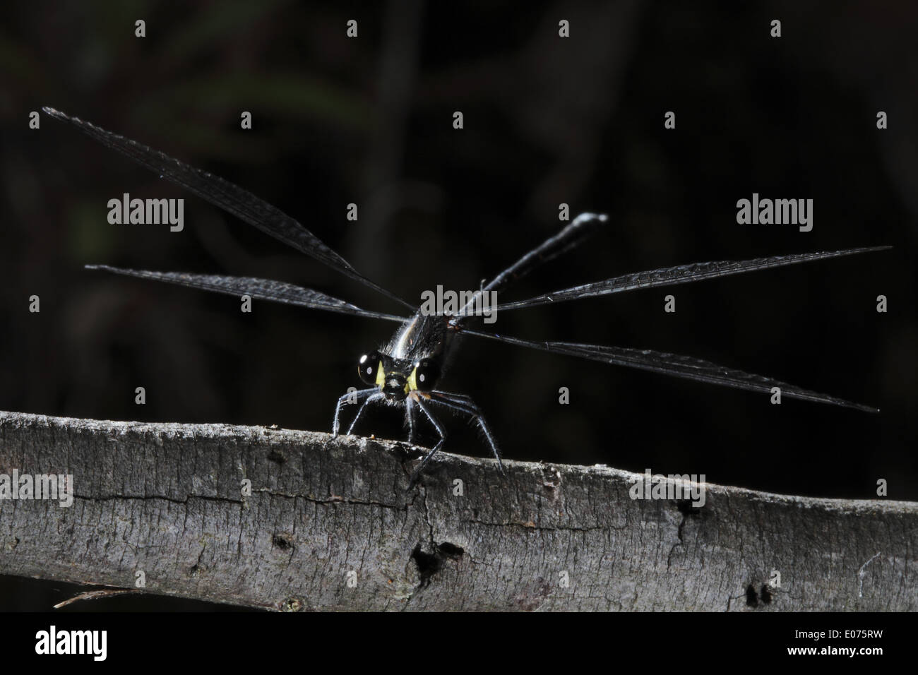 Common Flatwing Austroargilestes icteromelas damselfly Stock Photo - Alamy